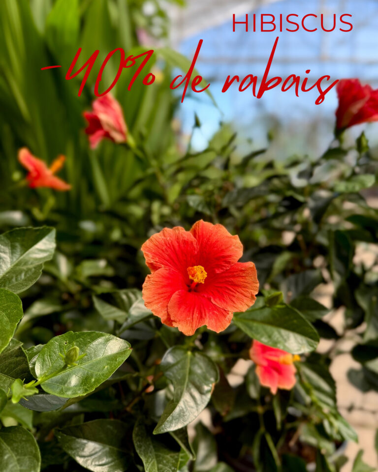 40% rabais sur Hibiscus – Paysages Rossignol